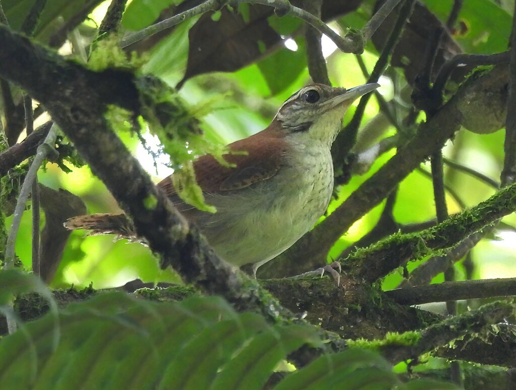 Rufous-and-white Wren from Chame, Provincia de Panamá Oeste, Panama on ...