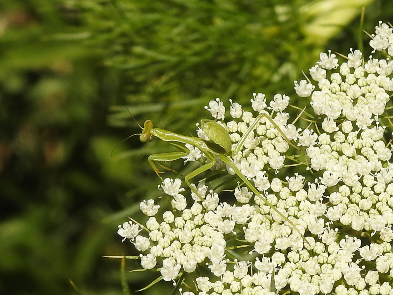 Argentine White-crested Mantis from Pilar, Provincia de Buenos Aires ...