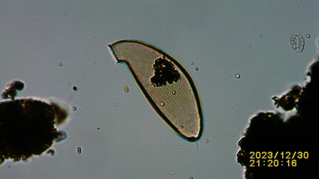 Cyphoderia from Dedham, MA, USA on December 30, 2023 at 09:20 PM by ...