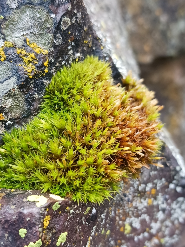 mosses from Summerville, OR 97876, USA on December 31, 2023 at 12:31 PM ...