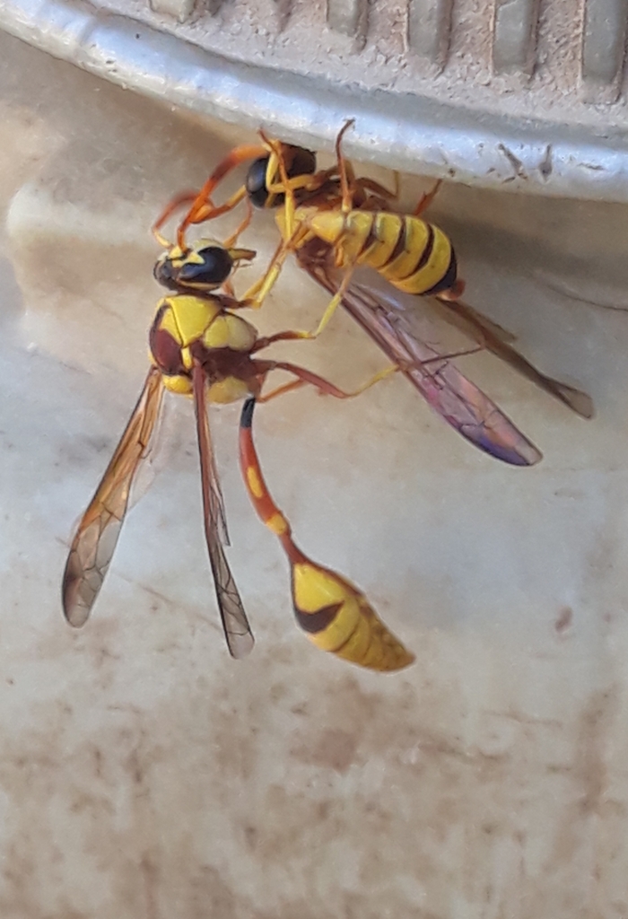 Ischnogasteroides flavus in October 2023 by Karim Haddad · iNaturalist