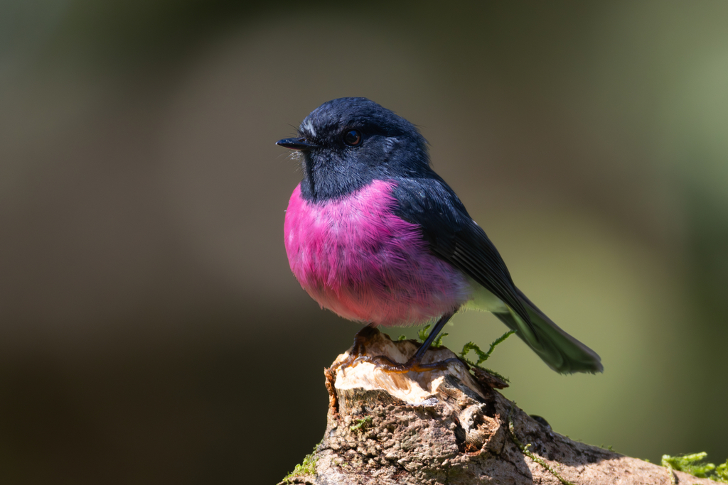 Pink Robin (Petroica rodinogaster) - Avian Discovery