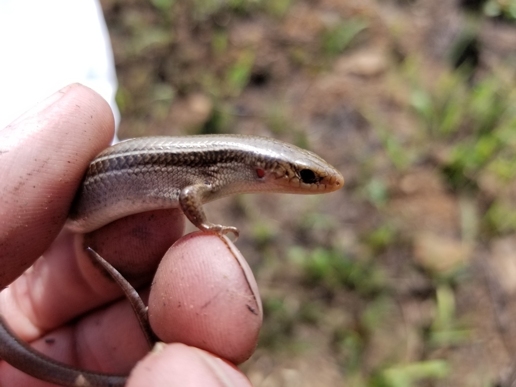 Southern Prairie Skink in April 2019 by Alex Meinders · iNaturalist