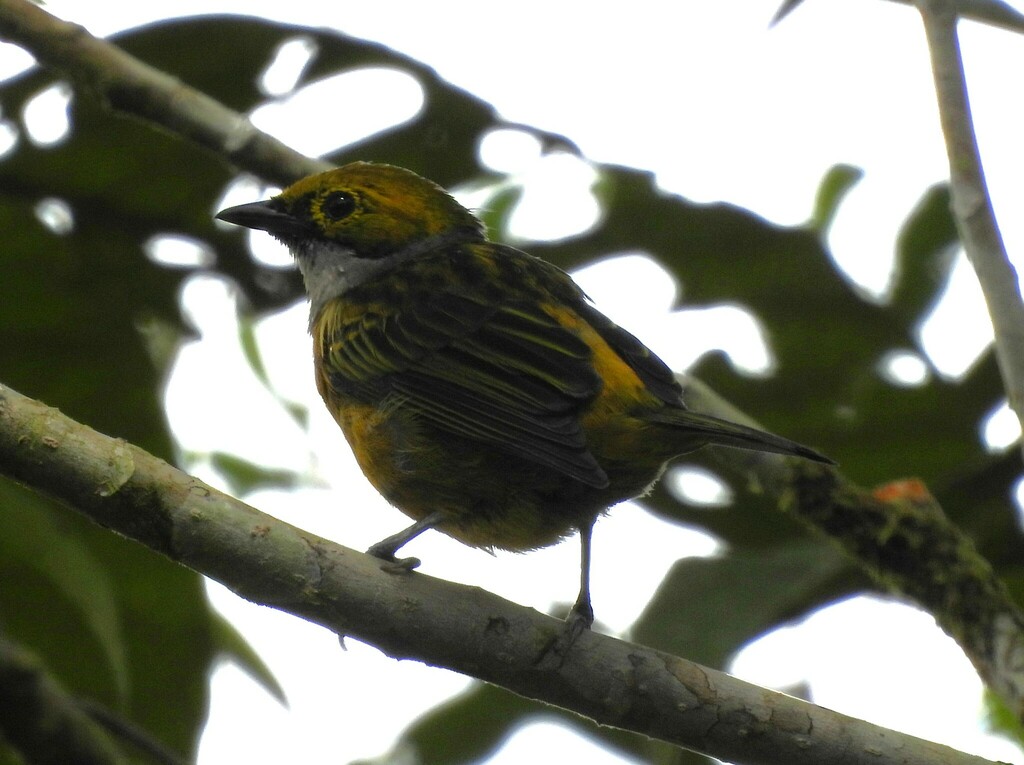 Silver-throated Tanager from La Mesa, Panamá Province, Panama on ...