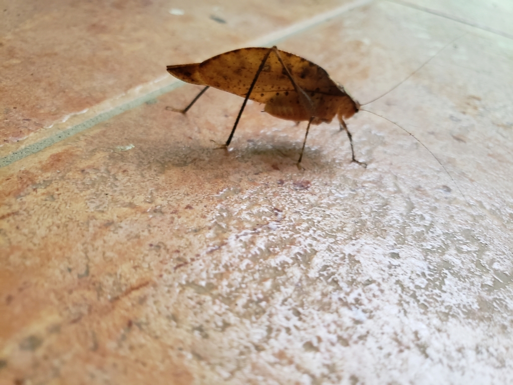 Orophus from La Virgen, Heredia, Sarapiquí, Costa Rica on December 31 ...