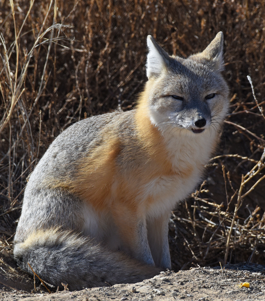 Swift Fox from Otero County, CO, USA on December 17, 2023 at 12:00 PM ...