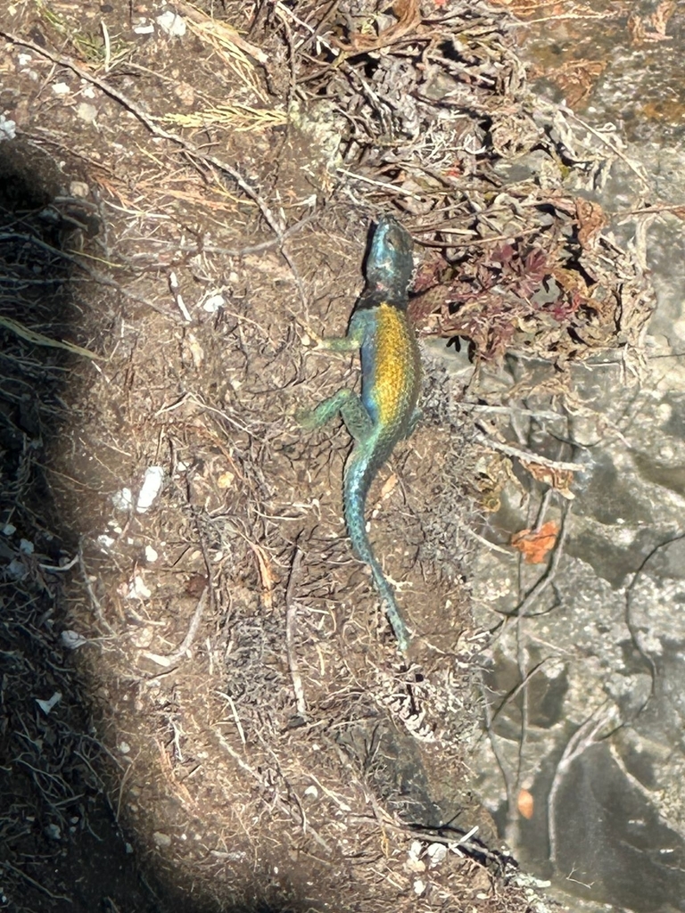 Minor Lizard from 6CPQ+4H, 43516 El Huariche, Hgo., México on December ...