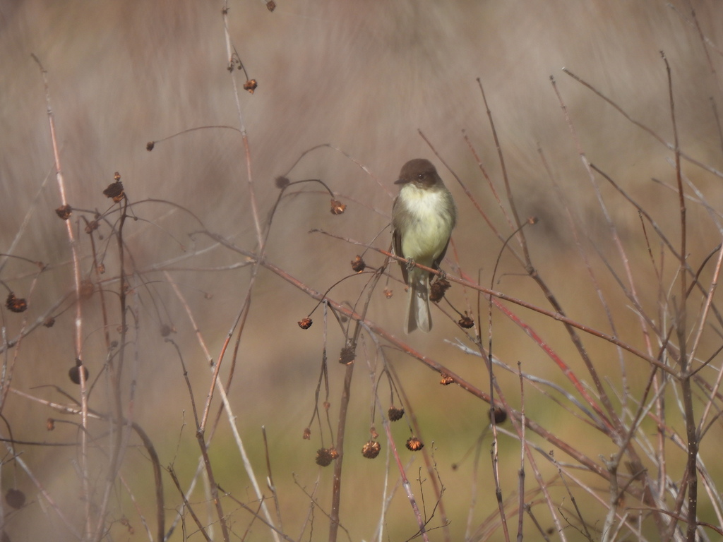 Eastern Phoebe from Grayson County, TX, USA on December 31, 2023 at 12: ...
