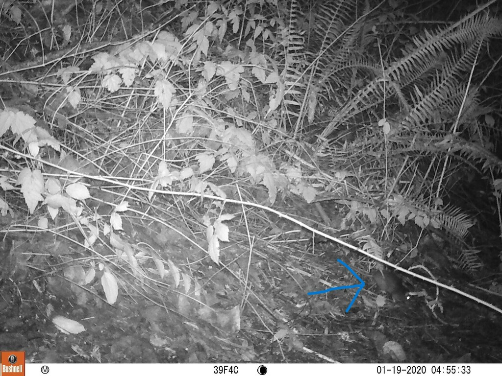 Brown Rat from South End, Tacoma, WA, USA on January 19, 2020 at 04:55 ...