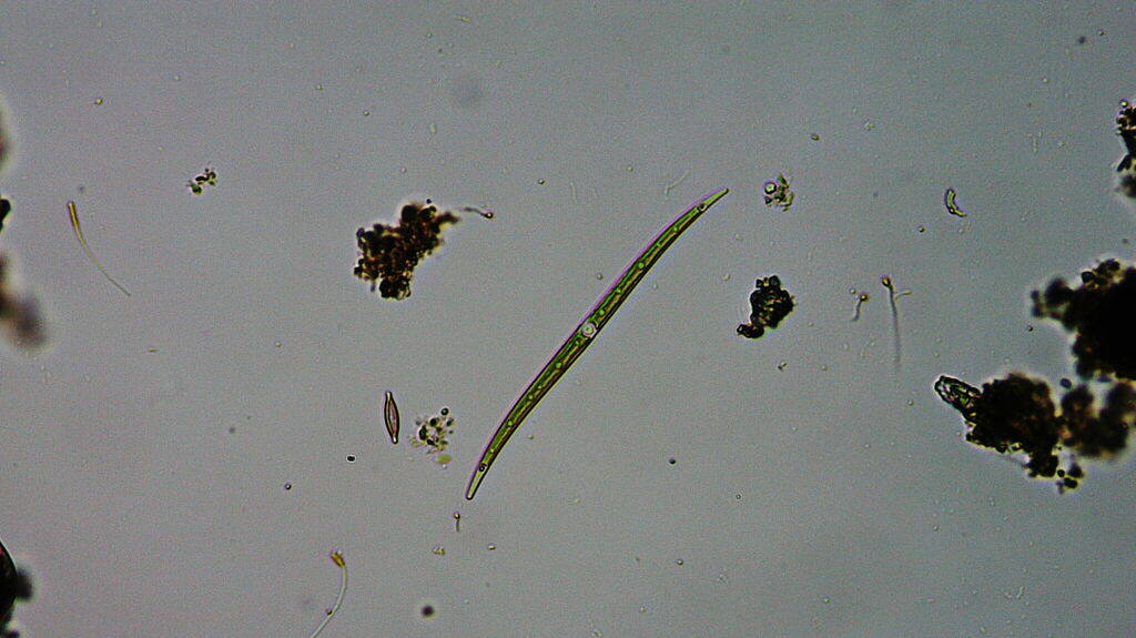 Closterium from Dedham, MA, USA on December 31, 2023 at 10:42 AM by ...