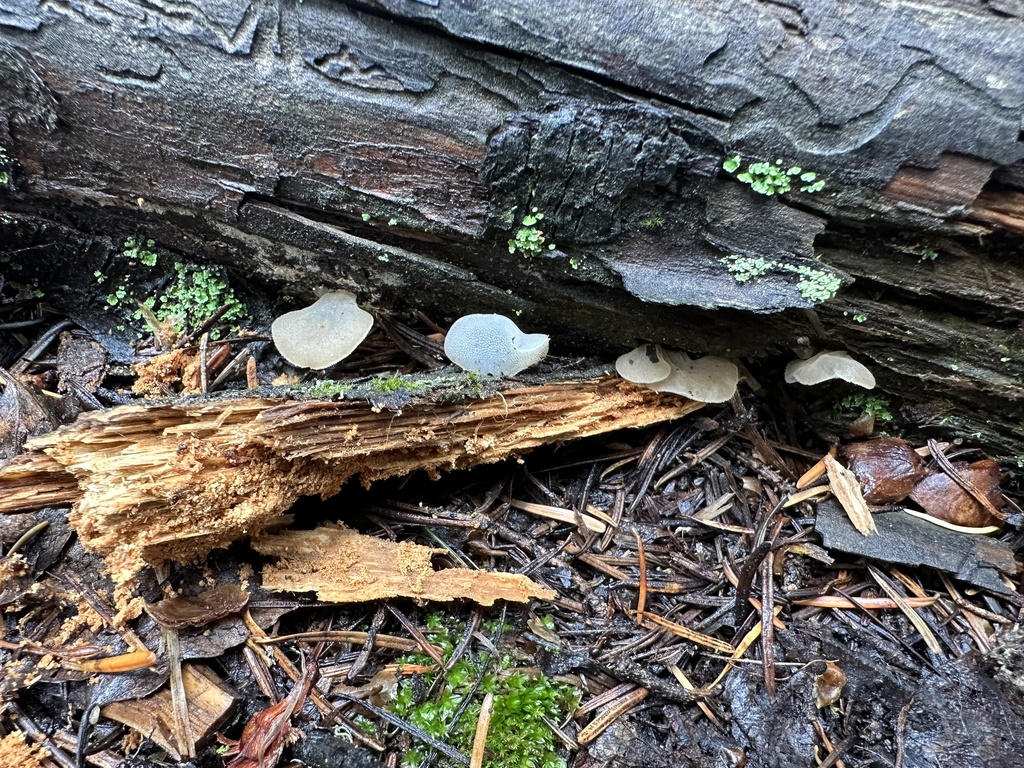 Toothed Jelly Fungus from Apache County, AZ, USA on September 13, 2023 ...