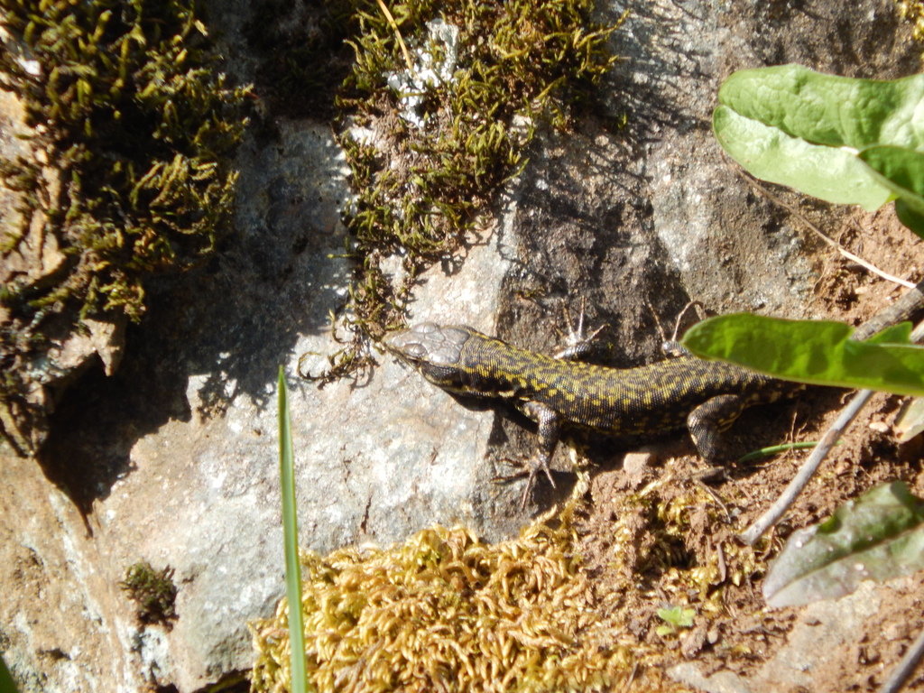 Podarcis muralis maculiventris from Capital, BC, Canada on April 7 ...