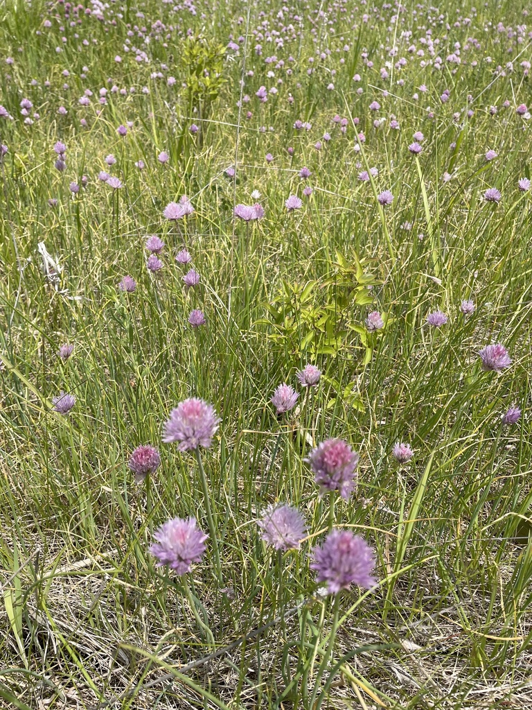 Wild Chives in June 2023 by bmiller001 · iNaturalist