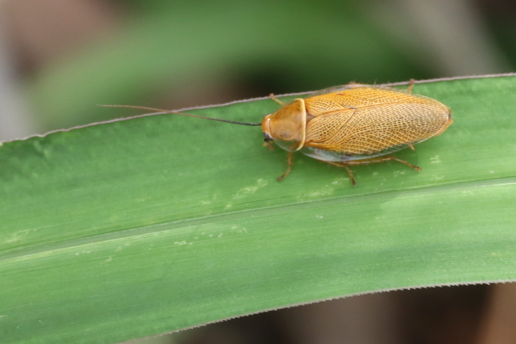bush cockroach from Town Common, Townsville QLD, Australia on December ...
