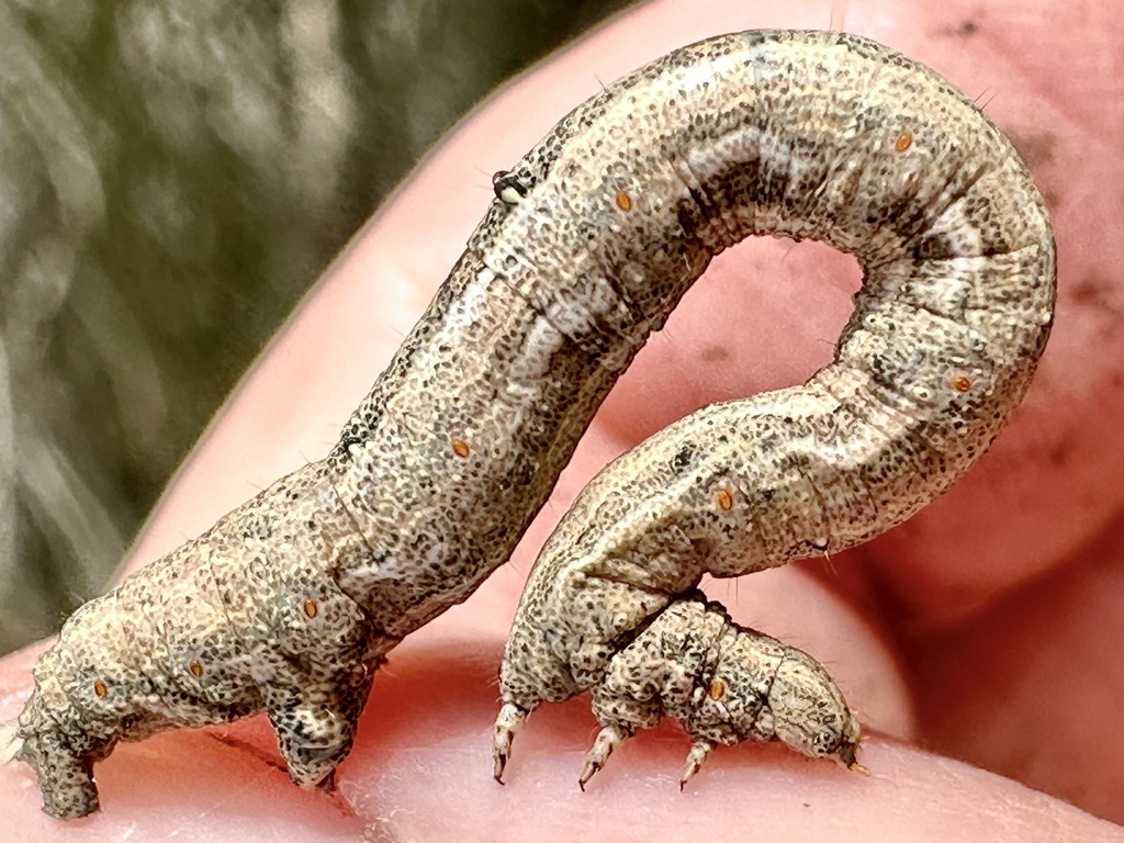Geometer Moths from Mission Trails Regional Park, San Diego, CA, US on ...