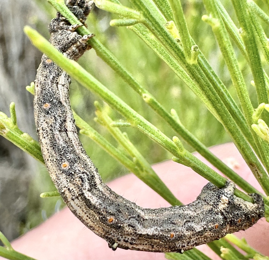 Geometer Moths from Mission Trails Regional Park, San Diego, CA, US on ...