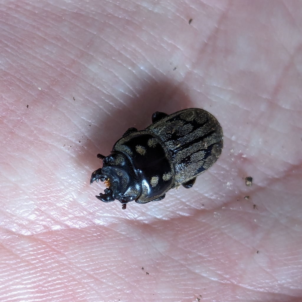 New Zealand Reticulated Stag Beetle from 7875, New Zealand on December ...