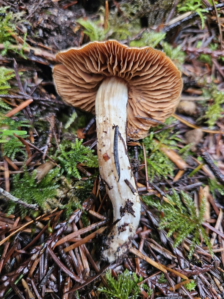 Cortinarius sect. Illumini from Mason County, US-WA, US on December 31 ...
