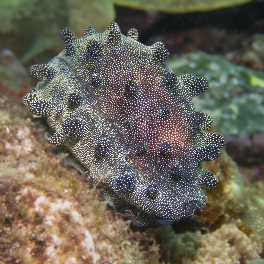Mole Cowrie from North West Solitary Island, Australia on December 28 ...