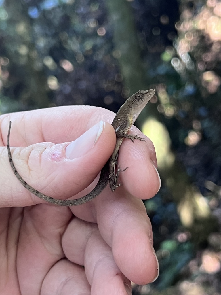 Copper Anole from Rincón de la Vieja, CR-GU-LI, CR-GU, CR on December ...
