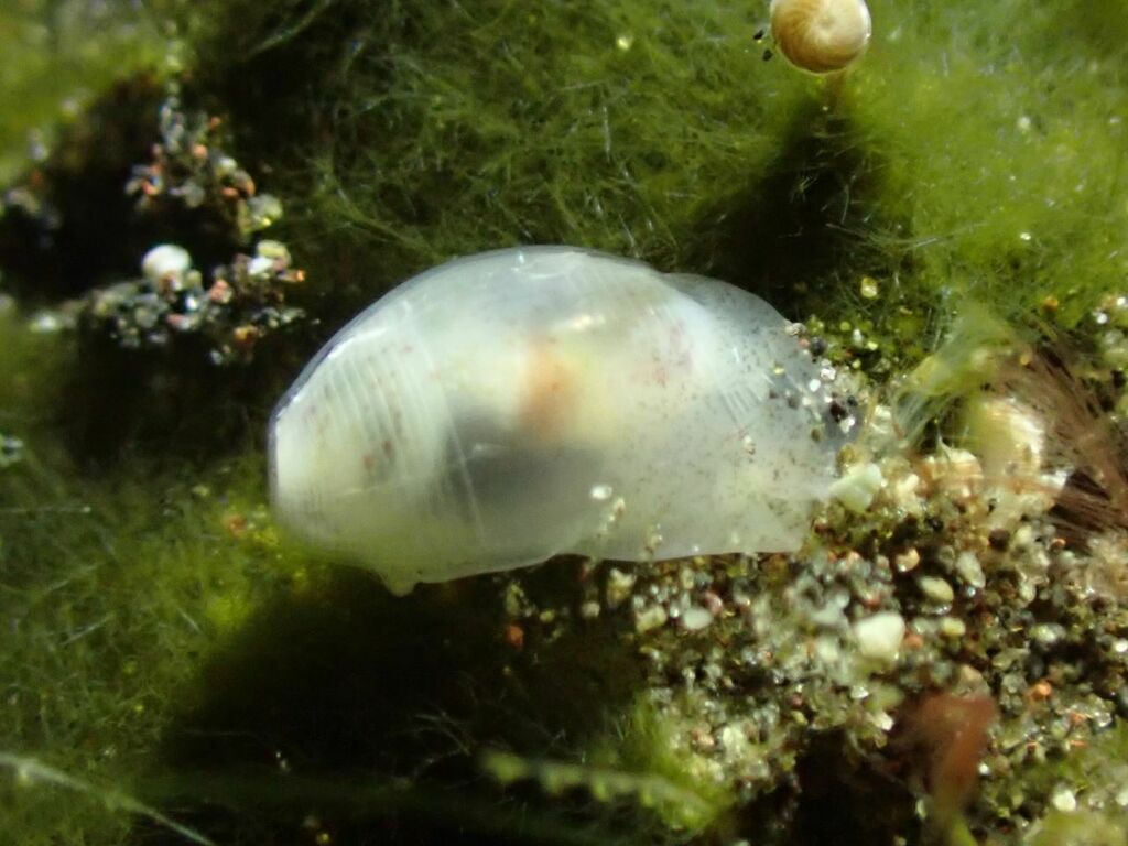 Aliculastrum from Karang Asem, ID-BA, ID on December 28, 2023 at 07:42 PM by Tsu Soo Tan ...