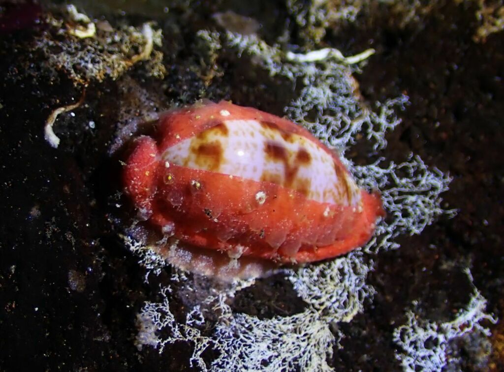 Talostolida latior from Karang Asem, ID-BA, ID on December 29, 2023 at ...