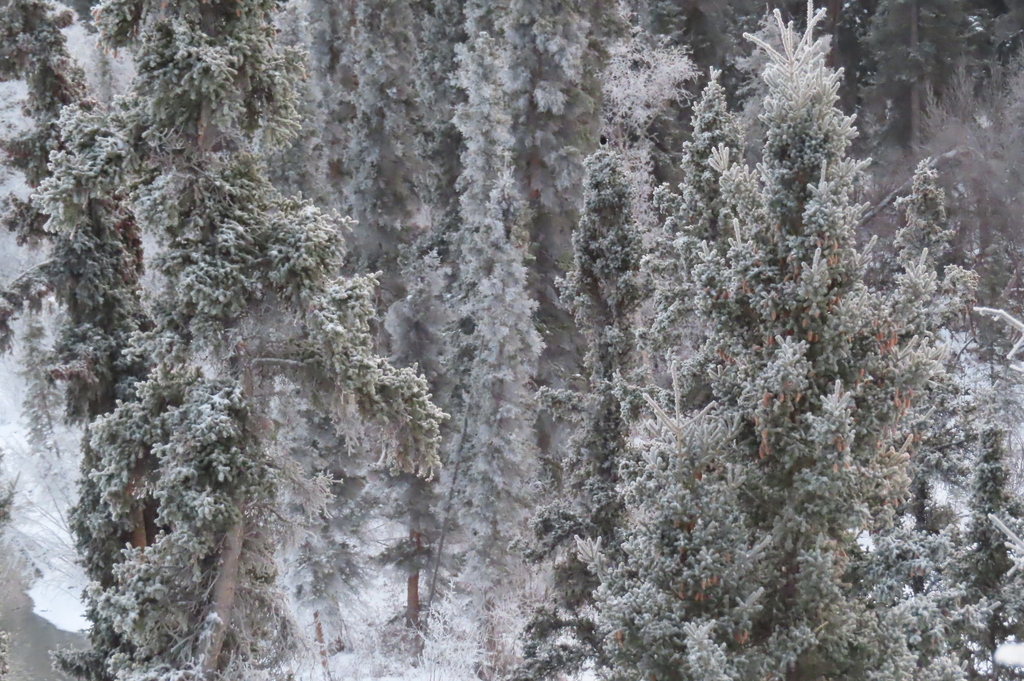 Black-billed Magpie from Yukon, Canada on December 31, 2023 at 01:36 PM ...