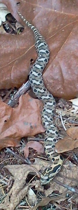 Eastern Hognose Snake from Dane County, WI, USA on October 5, 2023 at ...