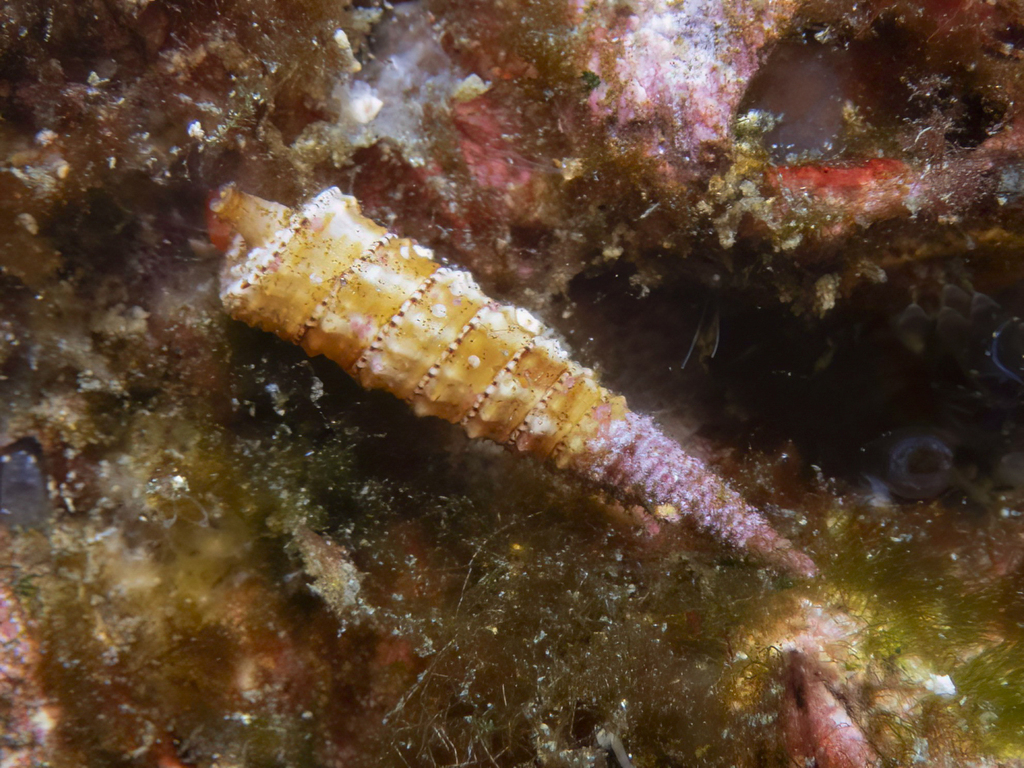 Euthymella kosugei from Elbow Cave, North Solitary Island, NSW on December 28, 2023 by Steve ...