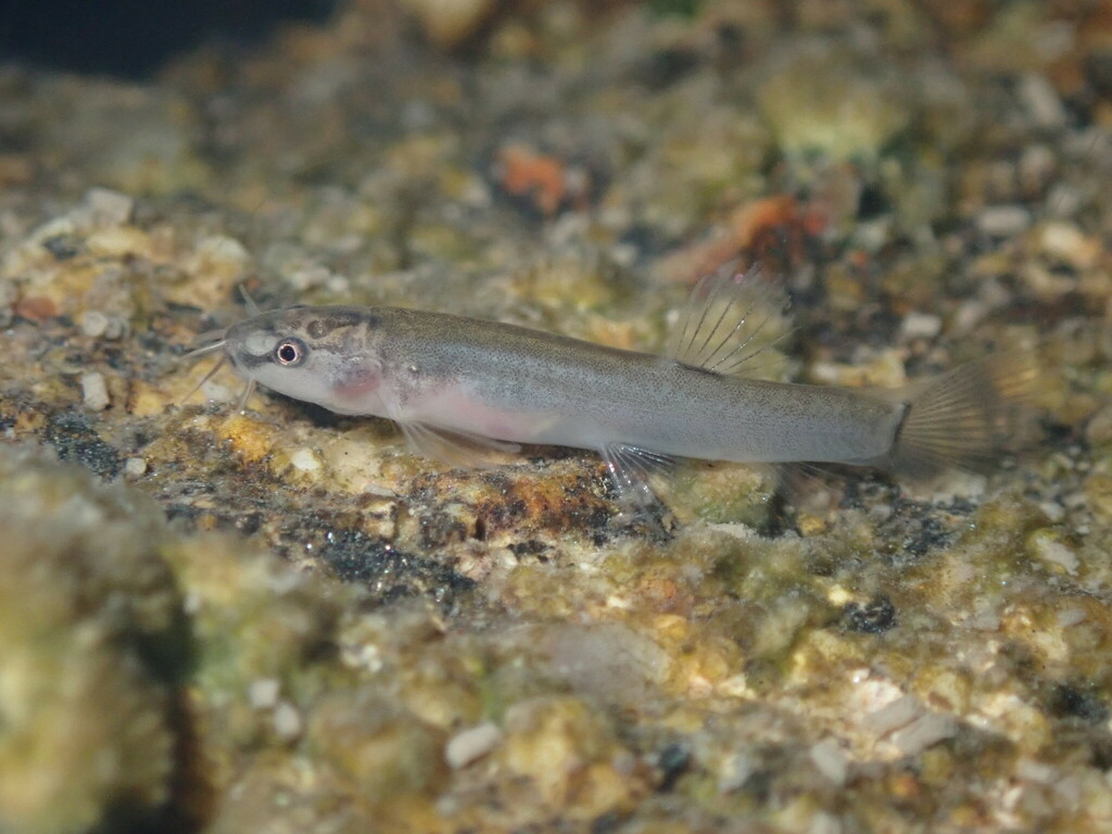 Flat-headed Loach in December 2023 by C.H.Leung · iNaturalist