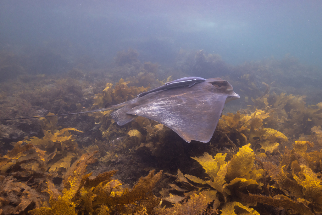 New Zealand Eagle Ray from Cabbage Tree Bay, AU-NS-MN, AU-NS, AU on ...