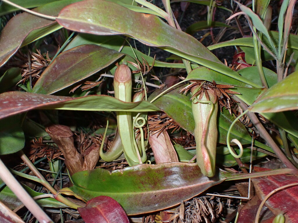 Common Swamp Pitcher-Plant in December 2023 by oliver_lch · iNaturalist