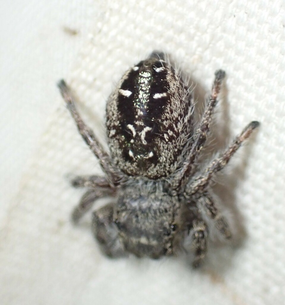 Marbled Purple Jumping Spider in September 2023 by Angus Mossman. At ...