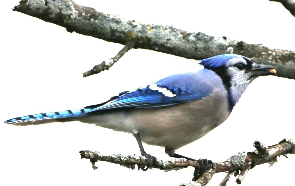 Blue Jay from St. Catharines, ON, Canada on December 29, 2023 at 12:04 ...