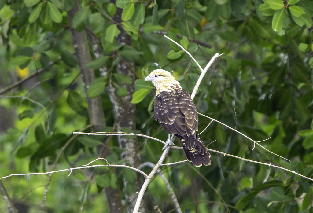 Yellow-headed Caracara from Orange Valley, Trinidad and Tobago on ...