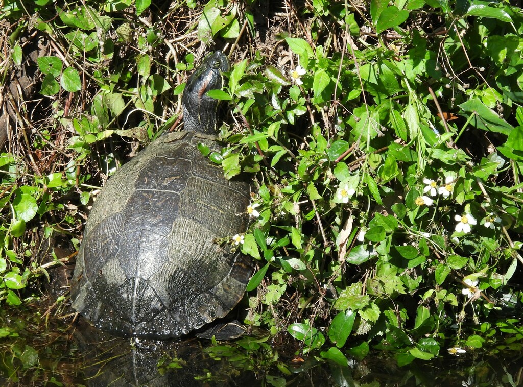 Red-eared Slider from Pine Hills, FL, USA on December 31, 2023 at 11:47 ...