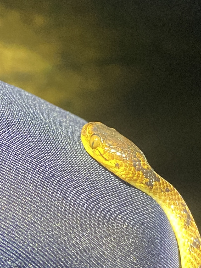 Formosa Slug Snake in December 2023 by Phan Vũ Phúc Lân · iNaturalist