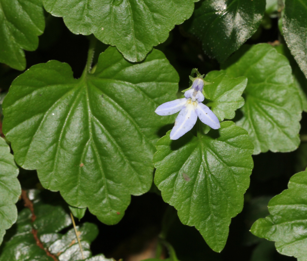 forest lobelia from Westside Track, Mt Glorious, QLD 4306, Australia on ...