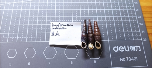 Oospira indurata · iNaturalist