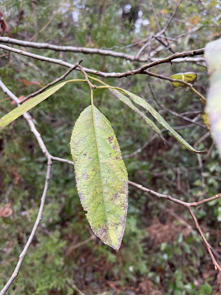 Florida Willow in December 2023 by Brandon Corder · iNaturalist