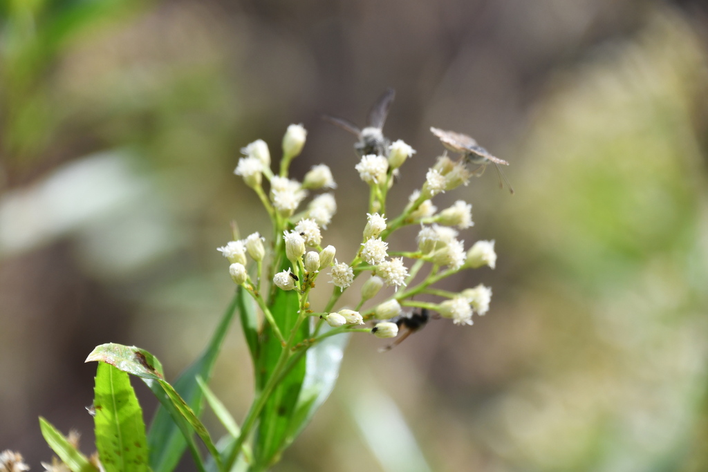 mule fat from Los Cabos, Baja California Sur, Mexico on December 31 ...
