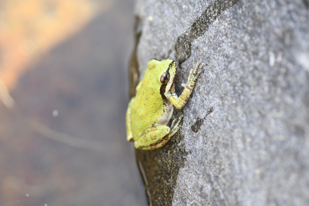 Baja California Tree Frog in December 2023 by Micah Freedman · iNaturalist