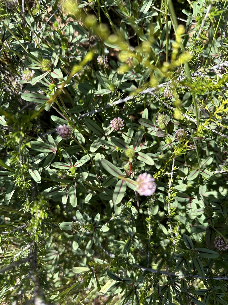 Tree Clover from Ventura, California, United States on April 21, 2023 ...