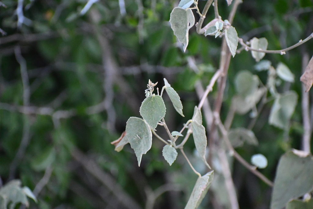 Shrubby Indian Mallow from Kleberg County, TX, USA on December 30, 2023 ...
