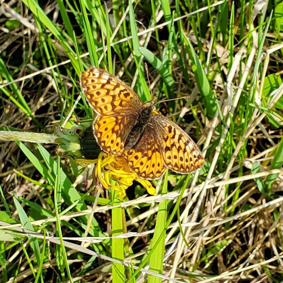 Freija Fritillary from Paint Lake & Area, MB, Canada on May 29, 2023 by ...