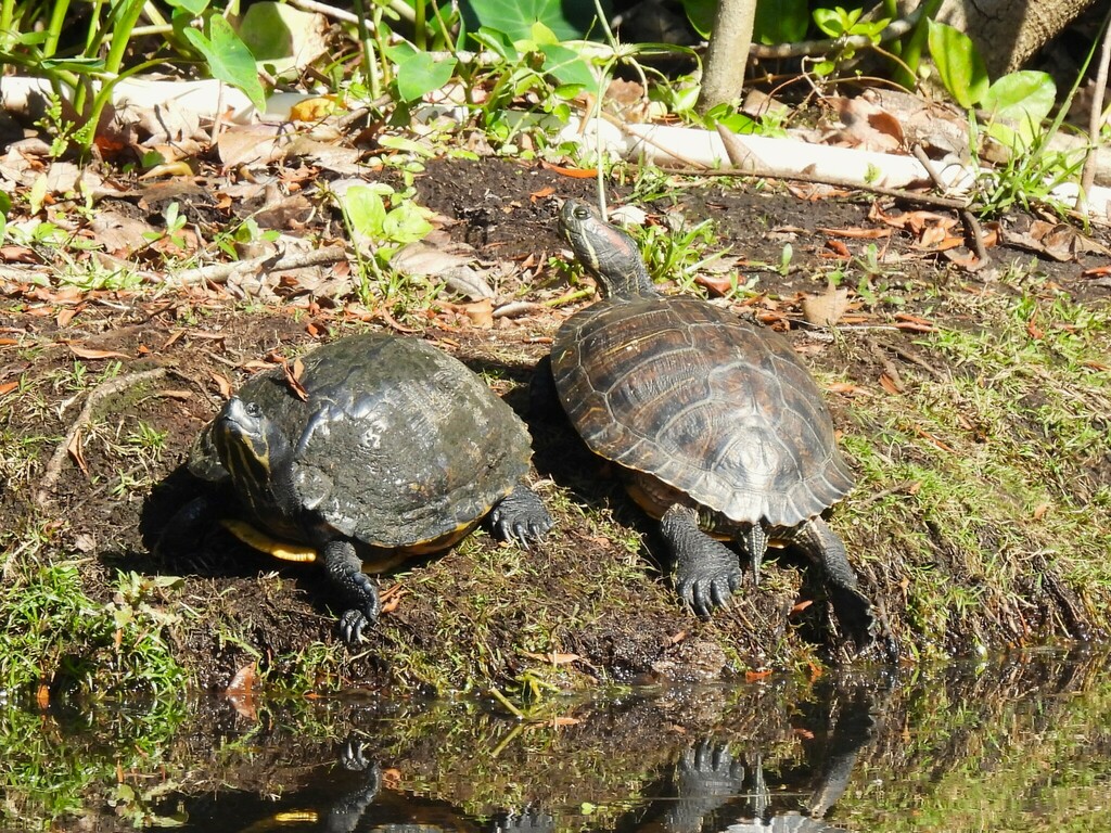 Red-eared Slider from Pine Hills, FL, USA on December 31, 2023 at 12:43 ...