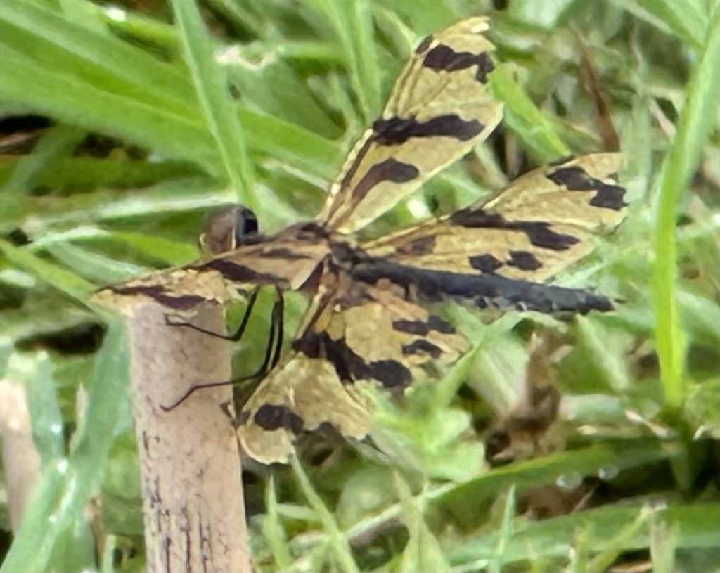 Graphic Flutterer from Cherry La, Belli Park, QLD, AU on January 1 ...