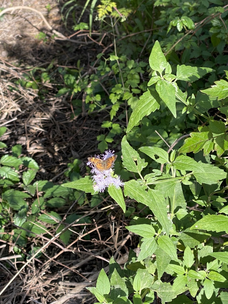 Phaon Crescent from Brownsville, TX, US on December 31, 2023 at 10:27 ...