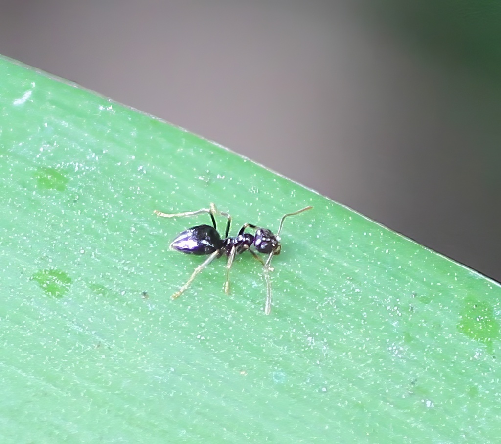 American Winter Ant from San Marino, CA 91108, USA on December 31, 2023 ...