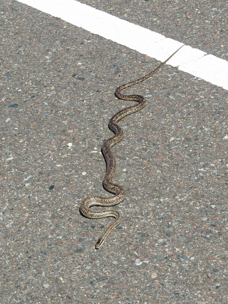 Mousehole Snake from Tunuyán, Mendoza, Argentina on March 7, 2021 at 11 ...